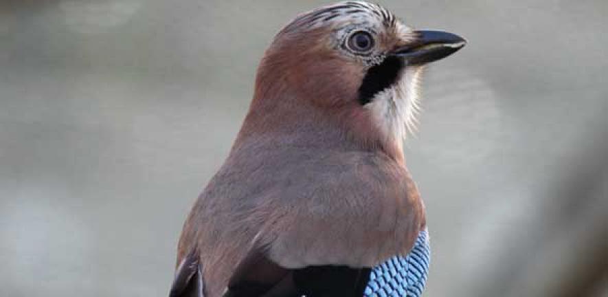 Male Eurasian jays know that their female partners’ desires can differ ... Male Eurasian jays know that their female partners’ desires can differ ...